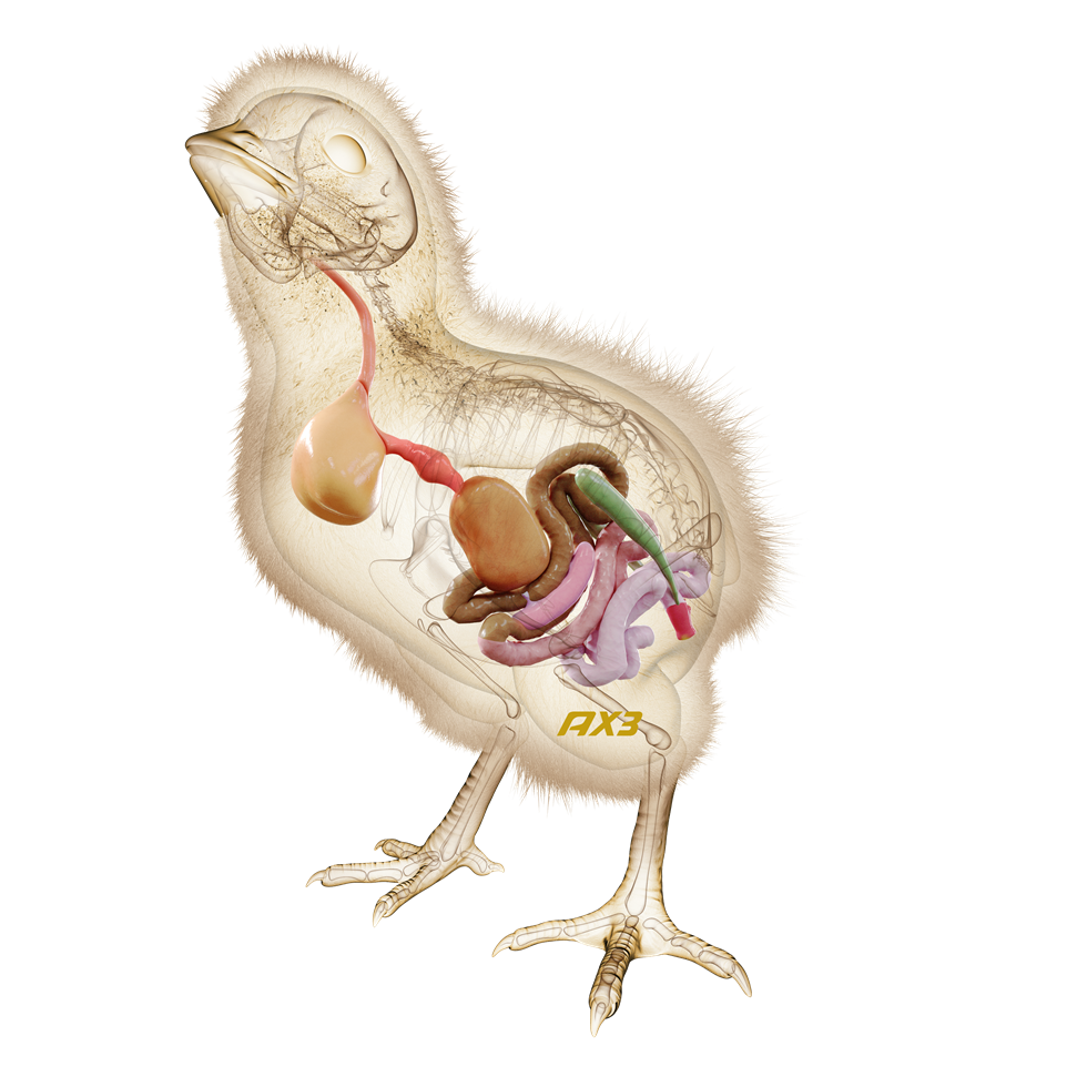 Chicken